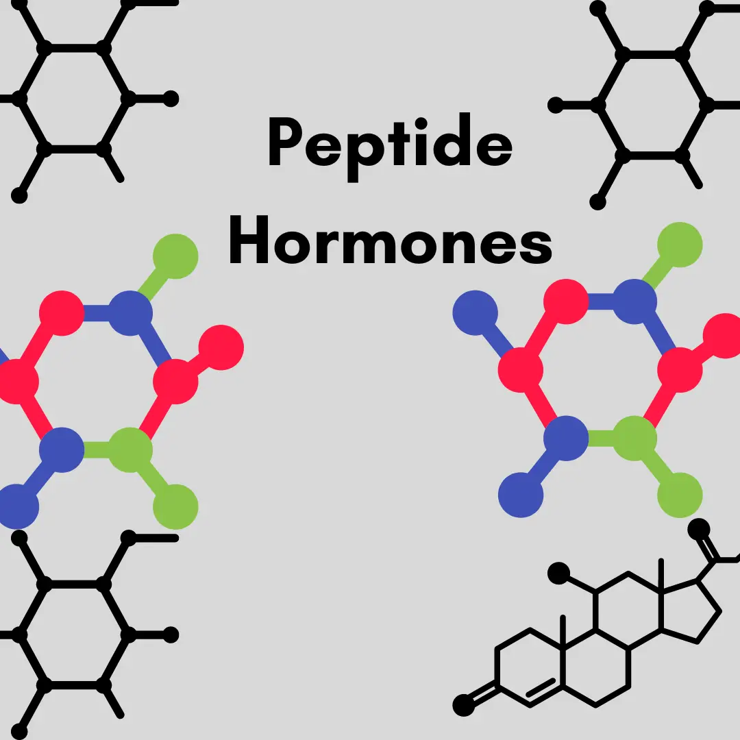 Peptide Hormones Understanding The Great Signaling Molecules With 3 Examples Healthfness